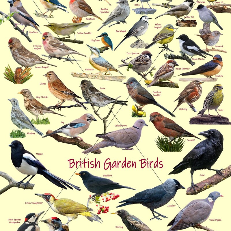 British Birds Poster - Etsy UK
