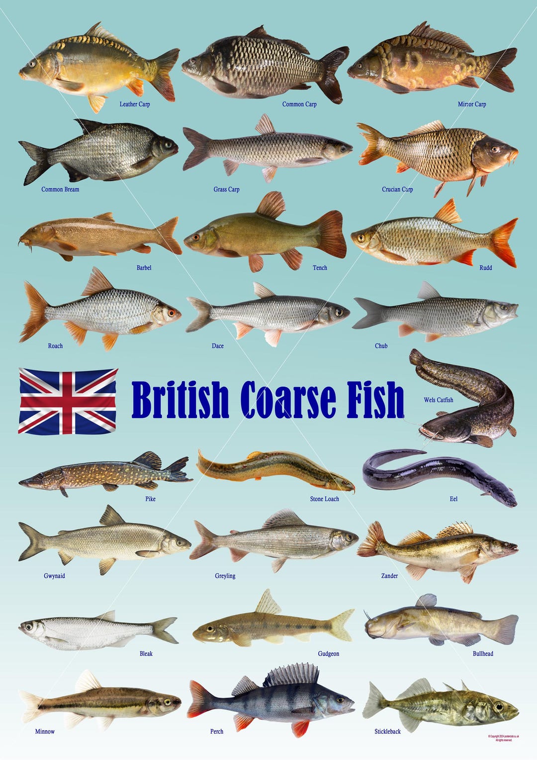 British Coarse Fish, 25 Species, Quality Large A3 Giclee Print, Poster ...