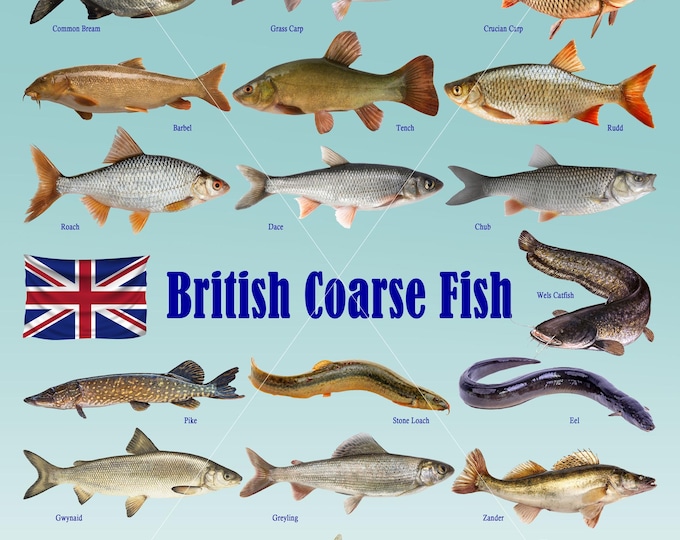 British Coarse Fish, 25 Species, Quality Large A3 Giclee Print, Poster ...