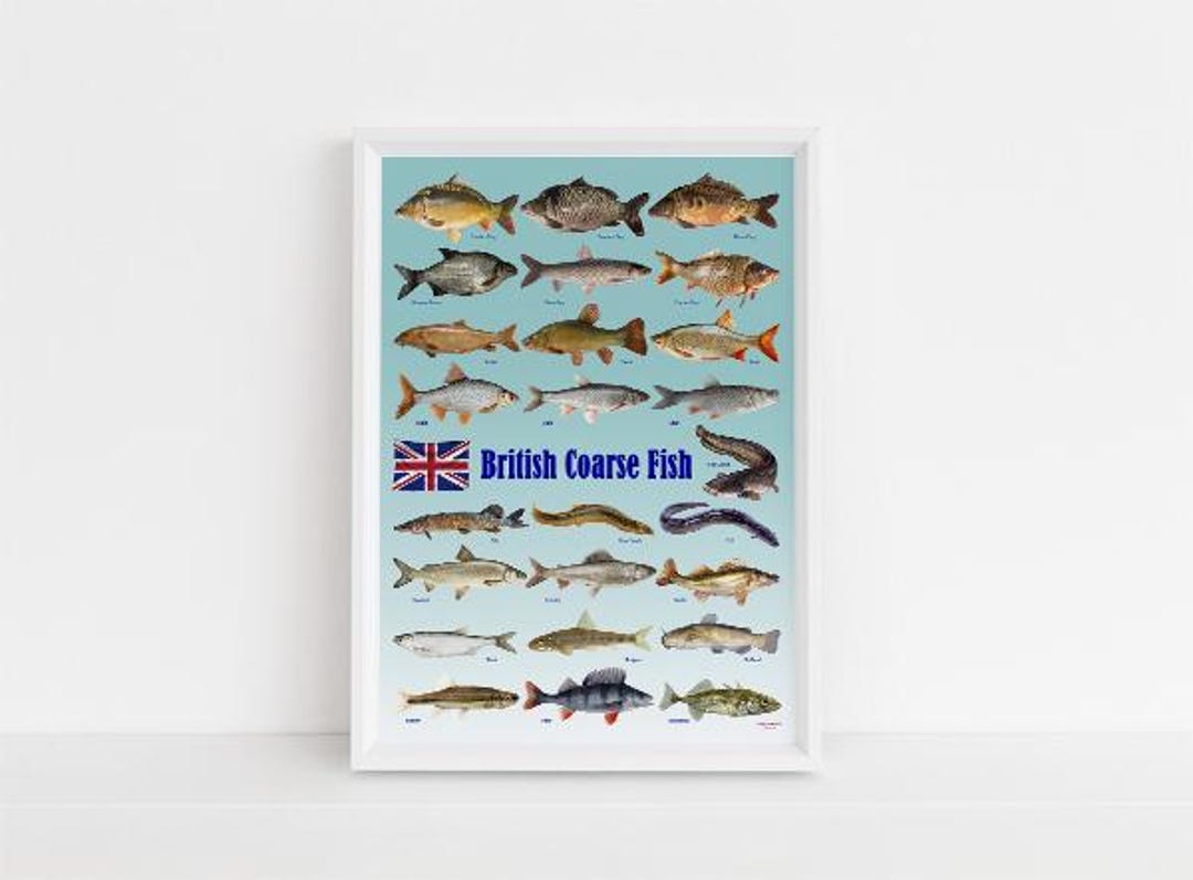 British Coarse Fish, 25 Species, Quality Large A3 Giclee Print, Poster ...