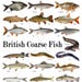 British Coarse Fish, 25 Species, Quality Large A3 Giclee Print, Poster ...