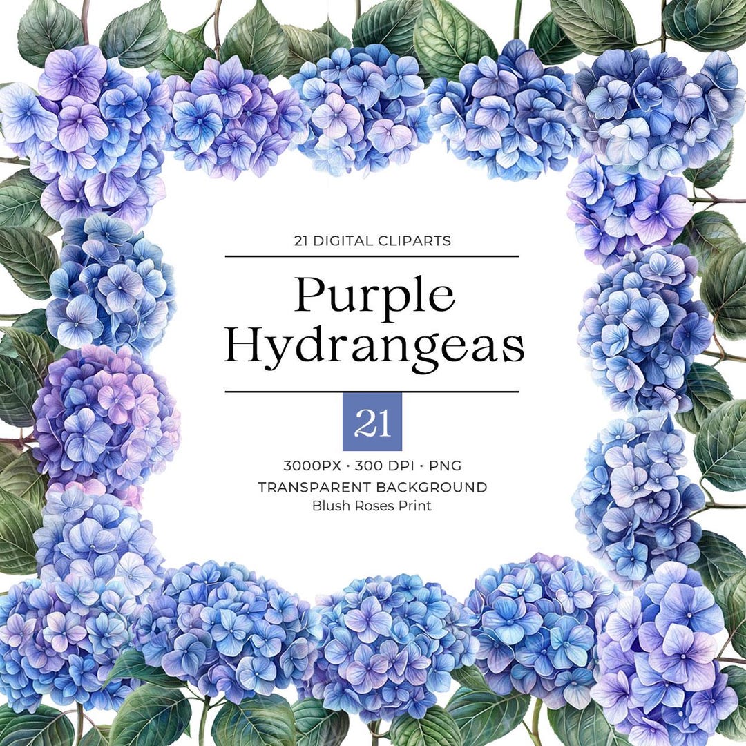 Watercolor Purple Hydrangeas Clipart - Purple Hydrangea Clip Art ...