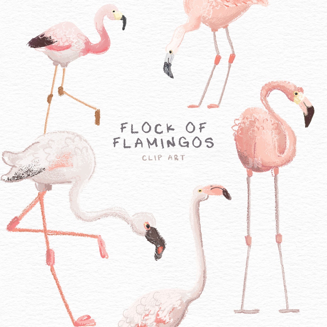 Flamingo Species Clip Art, All Flamingo Species, 15 Different Images ...