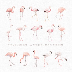 Flamingo Species Clip Art, All Flamingo Species, 15 Different Images ...