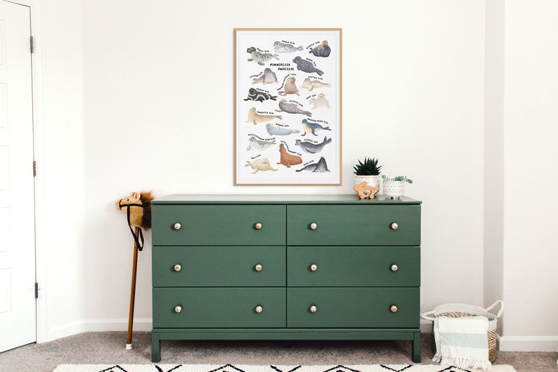 Nursery Artwork Pinnipedia Phocidae Downloadable Poster Seal - Etsy