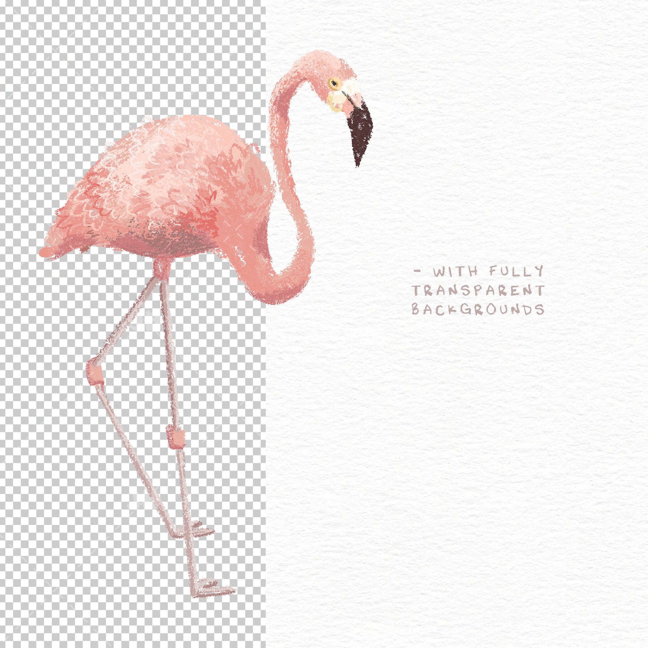 Flamingo Species Clip Art, All Flamingo Species, 15 Different Images ...