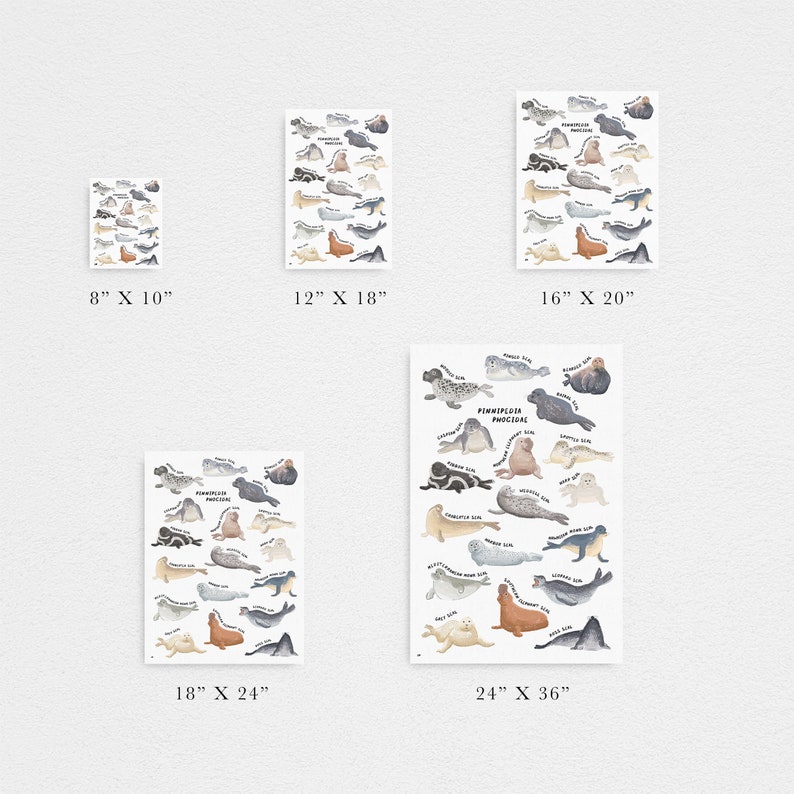 Nursery Artwork Pinnipedia Phocidae Downloadable Poster Seal - Etsy