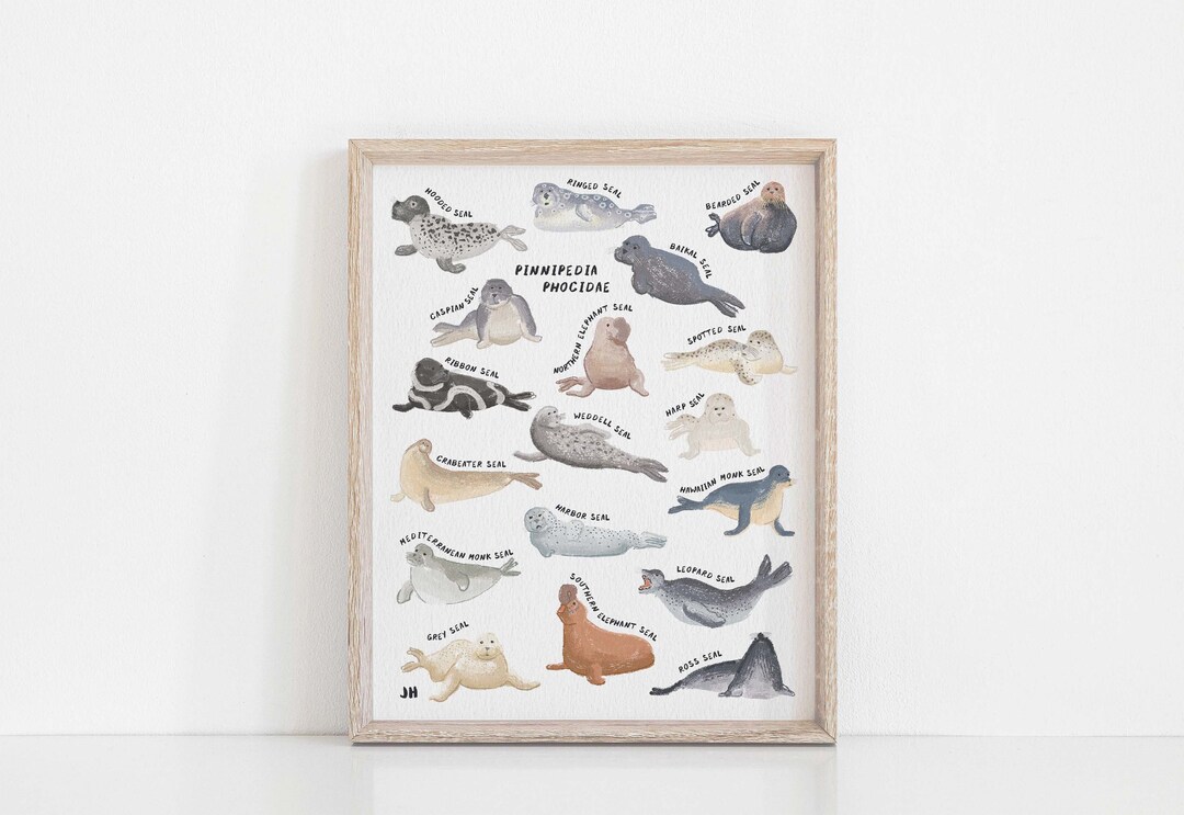 Nursery Artwork Pinnipedia Phocidae Downloadable Poster, Seal Poster ...
