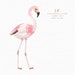 Flamingo Species Clip Art, All Flamingo Species, 15 Different Images ...
