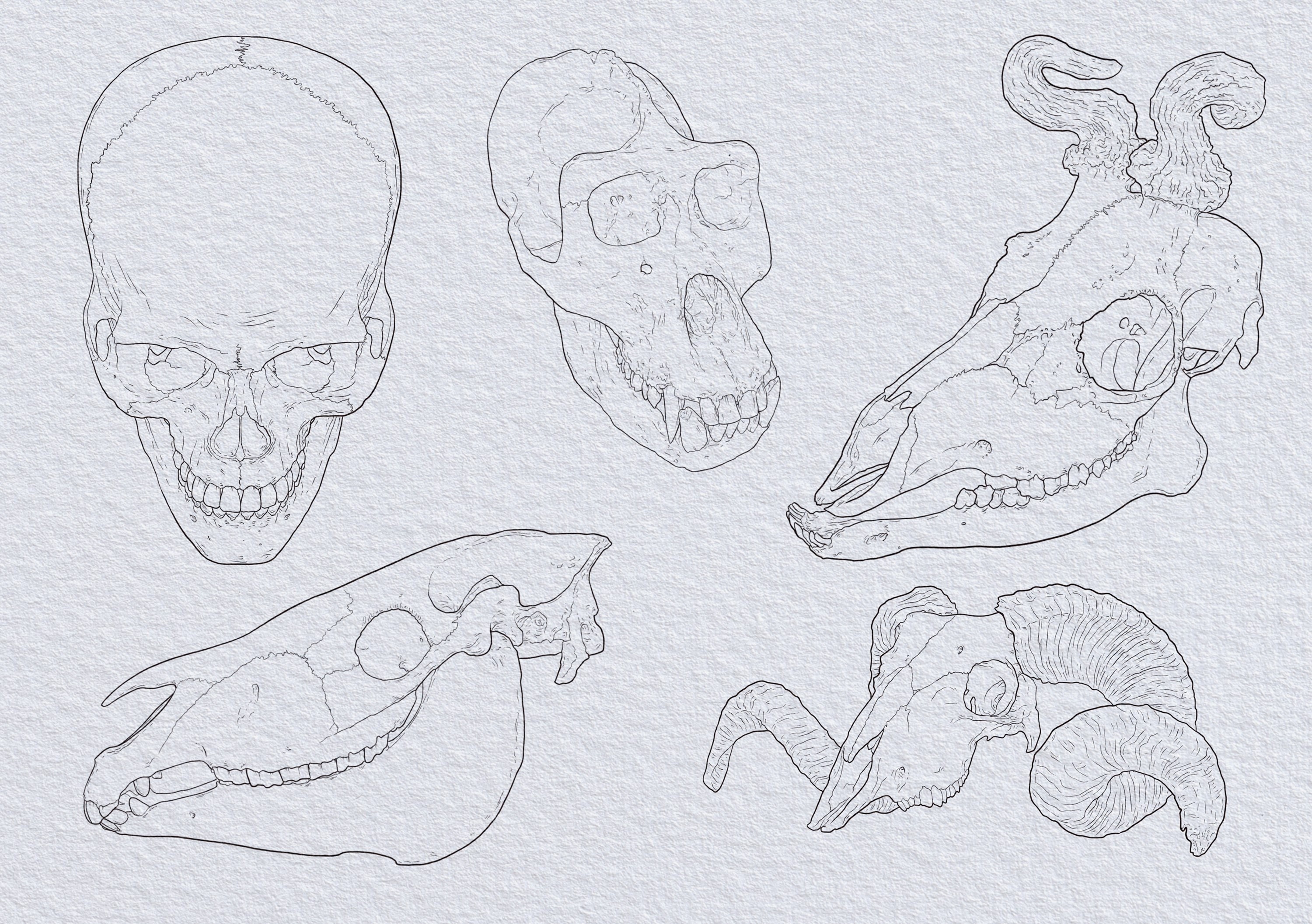 Procreate Tattoo Brush Set Skull Stamp Set for Procreate - Etsy