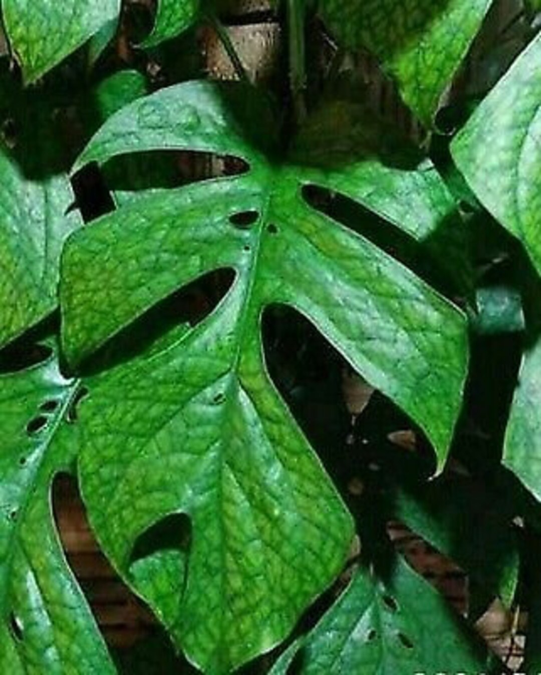 Spider Man Monstera amydrium Starter Plant 123 Leaf With Phytho - Etsy