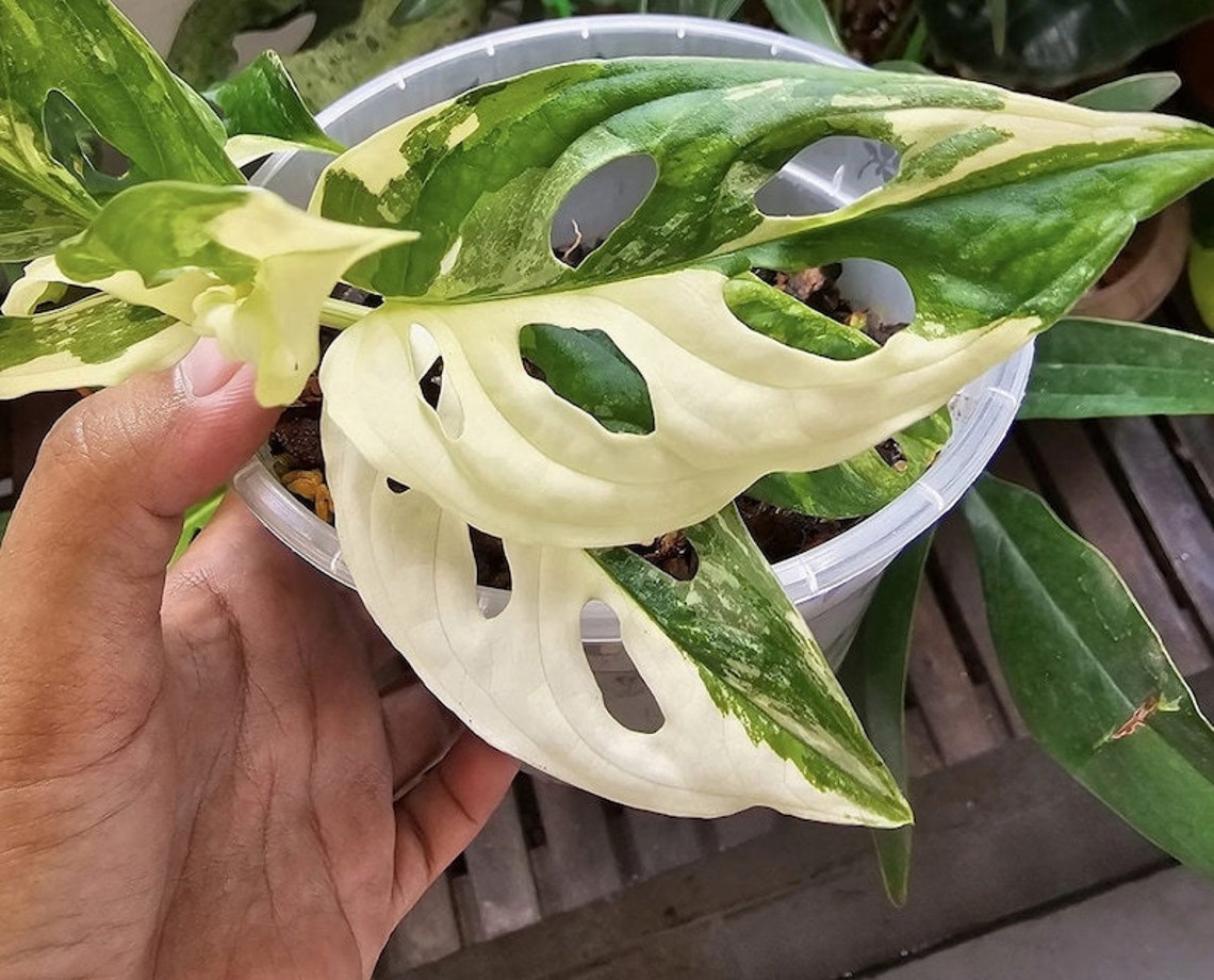 Monstera Adansonii Albo Variegated Rooted Nodes Cuttings With Free ...