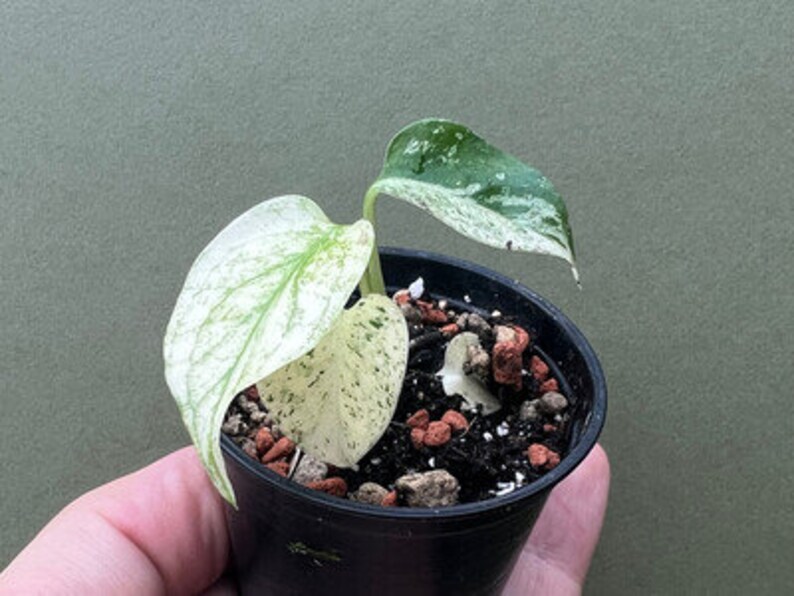 Monstera Deliciosa Mint Large Form Variegata Growers Choice Care ...