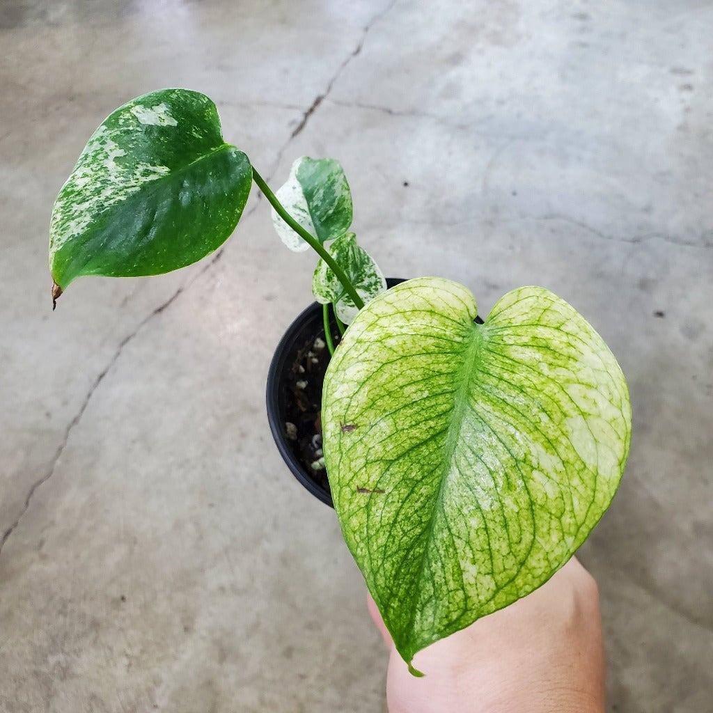 Monstera Deliciosa Mint Large Form Variegata Growers Choice Care ...
