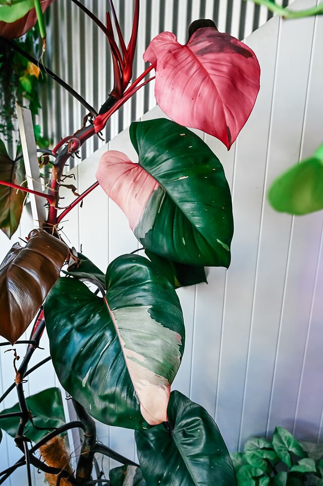 Monstera Pink Princes Variegated Nodes for Plant Live Plant Nodes With ...