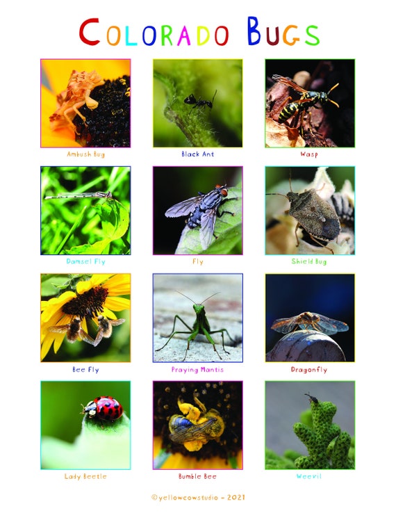 Colorado Bug Poster for Kids - Etsy