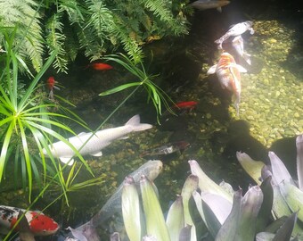 Fake Koi Fish Pond - Etsy