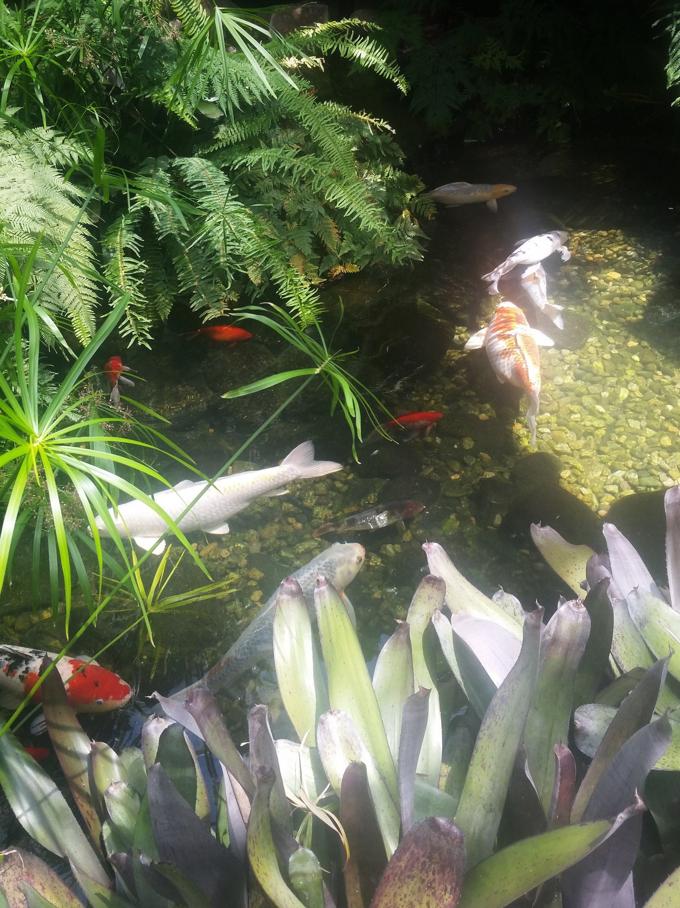 Real Koi Fish Pond