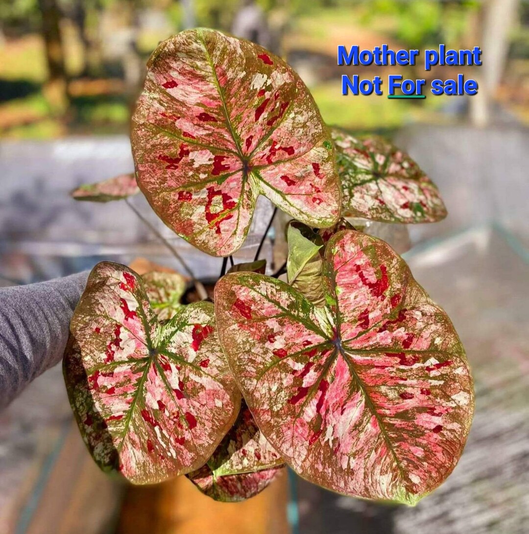 Caladium the Magic Paint ..... PLEASE Read DESCRIPTION Before Purchase ...
