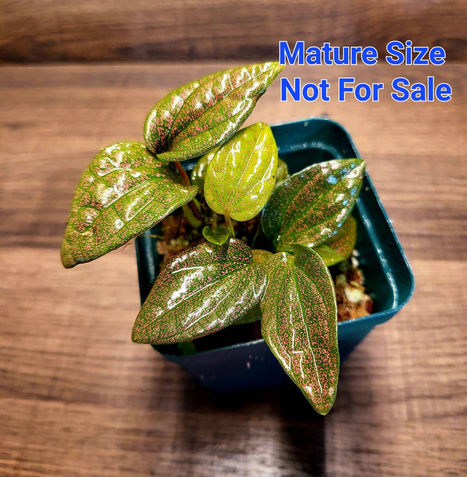 Piper Sp Miao Pink Metallic Size 2-4 Inches - Etsy