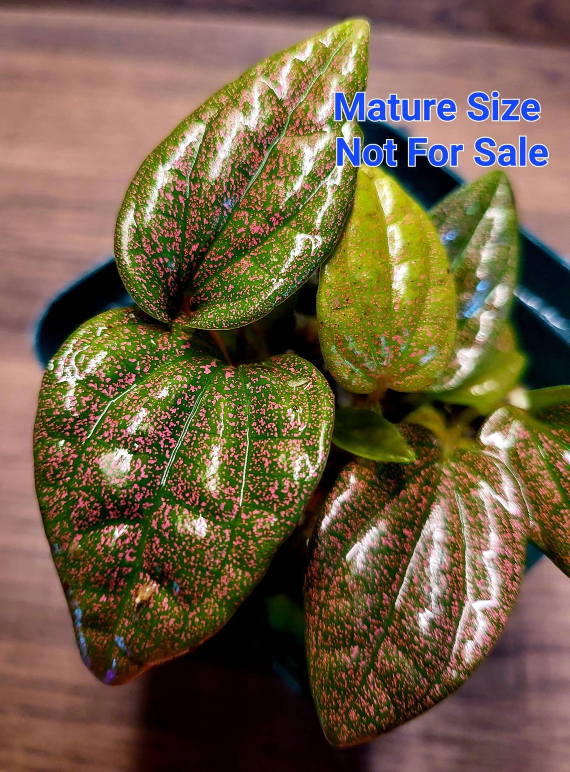 Piper Sp Miao Pink Metallic Size 2-4 Inches - Etsy