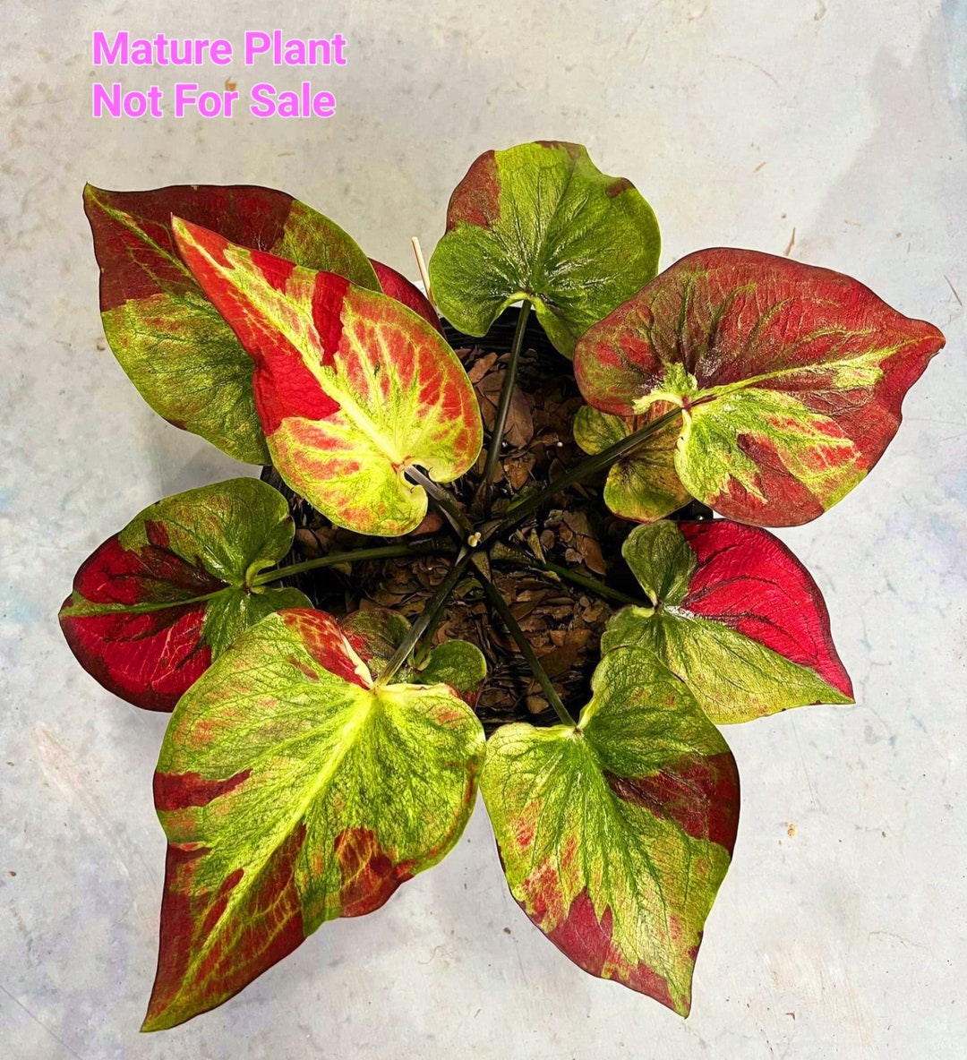 Caladium Diamond Castle Variegated Rare Collection - Etsy