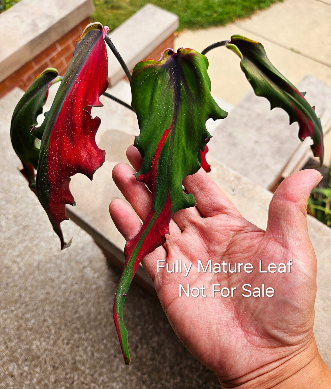 New Hybrid Caladium Tippy Red Extremely Unique Rare Collection - Etsy