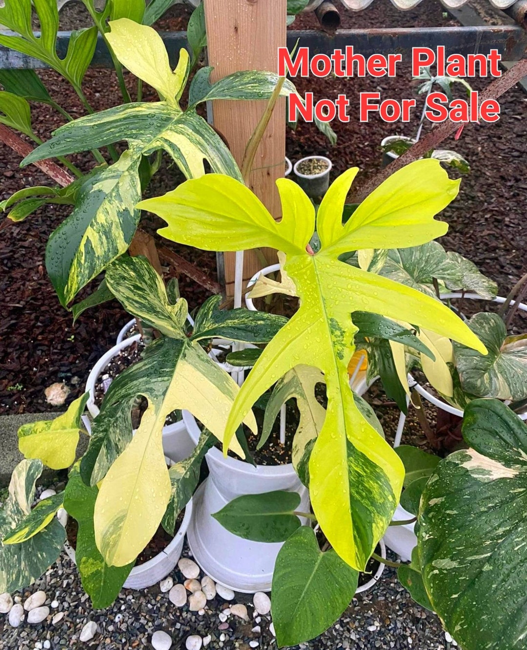 Philodendron Florida Beauty Variegated Size 3-9 Inches - Etsy