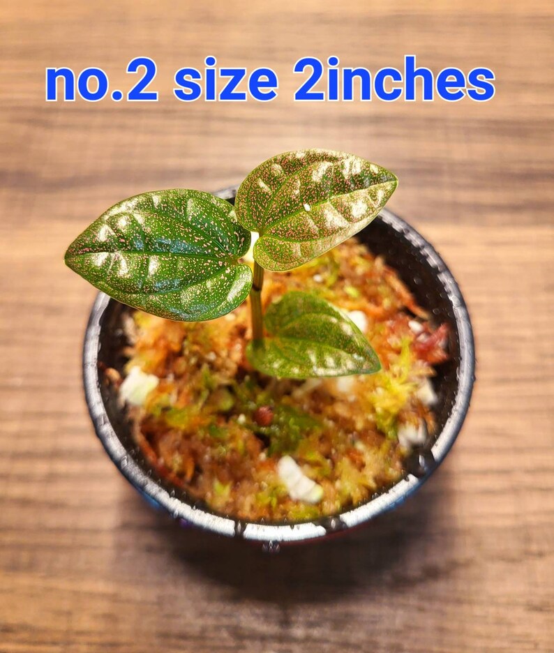 Piper Sp Miao Pink Metallic Size 2-4 Inches - Etsy