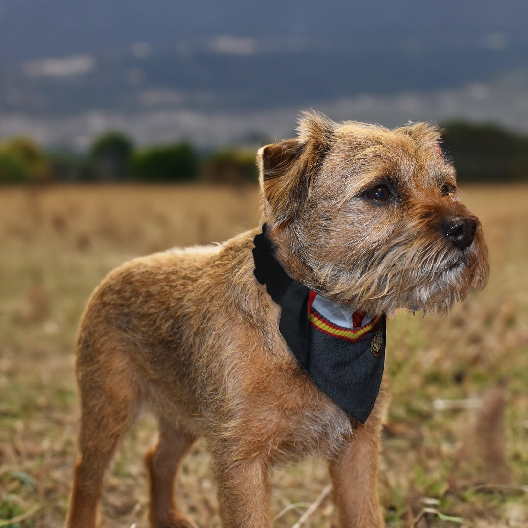 Wizard Uniform - Custom Personalised Dog Bandana - 4 Sizes - Etsy