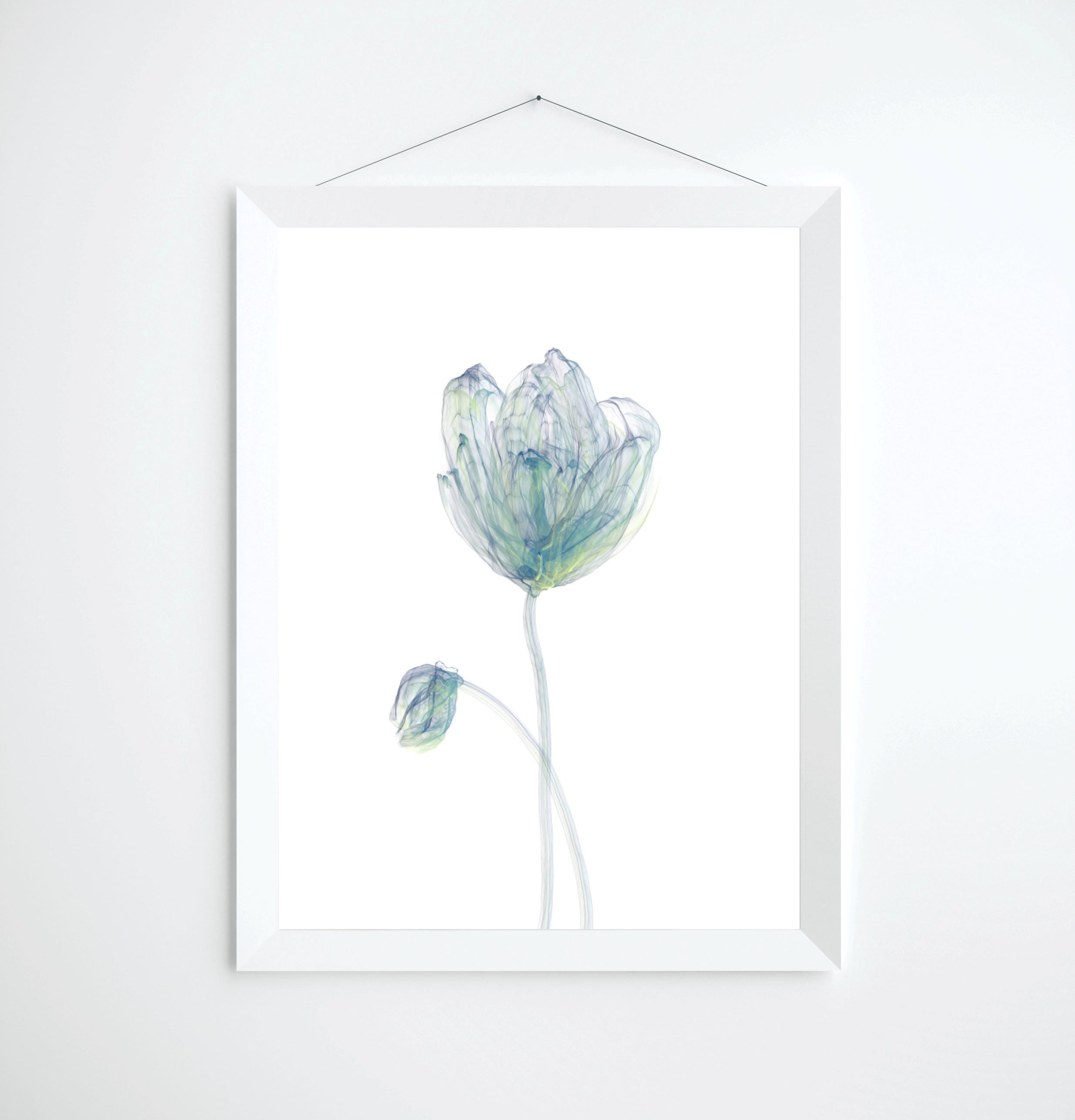 X-ray Tulip Art Transparent Xray Flower Poster - Etsy