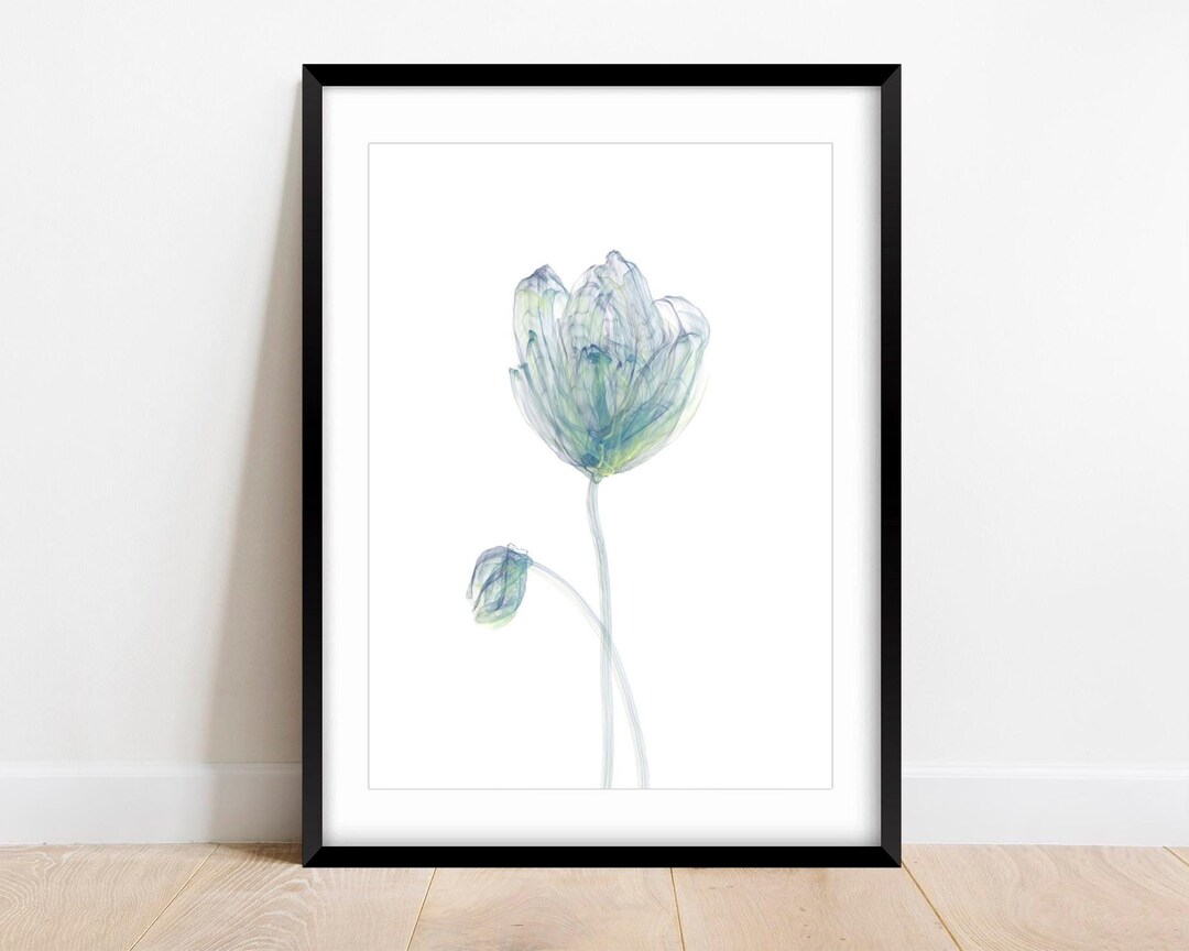 X-ray Tulip Art Transparent Xray Flower Poster - Etsy