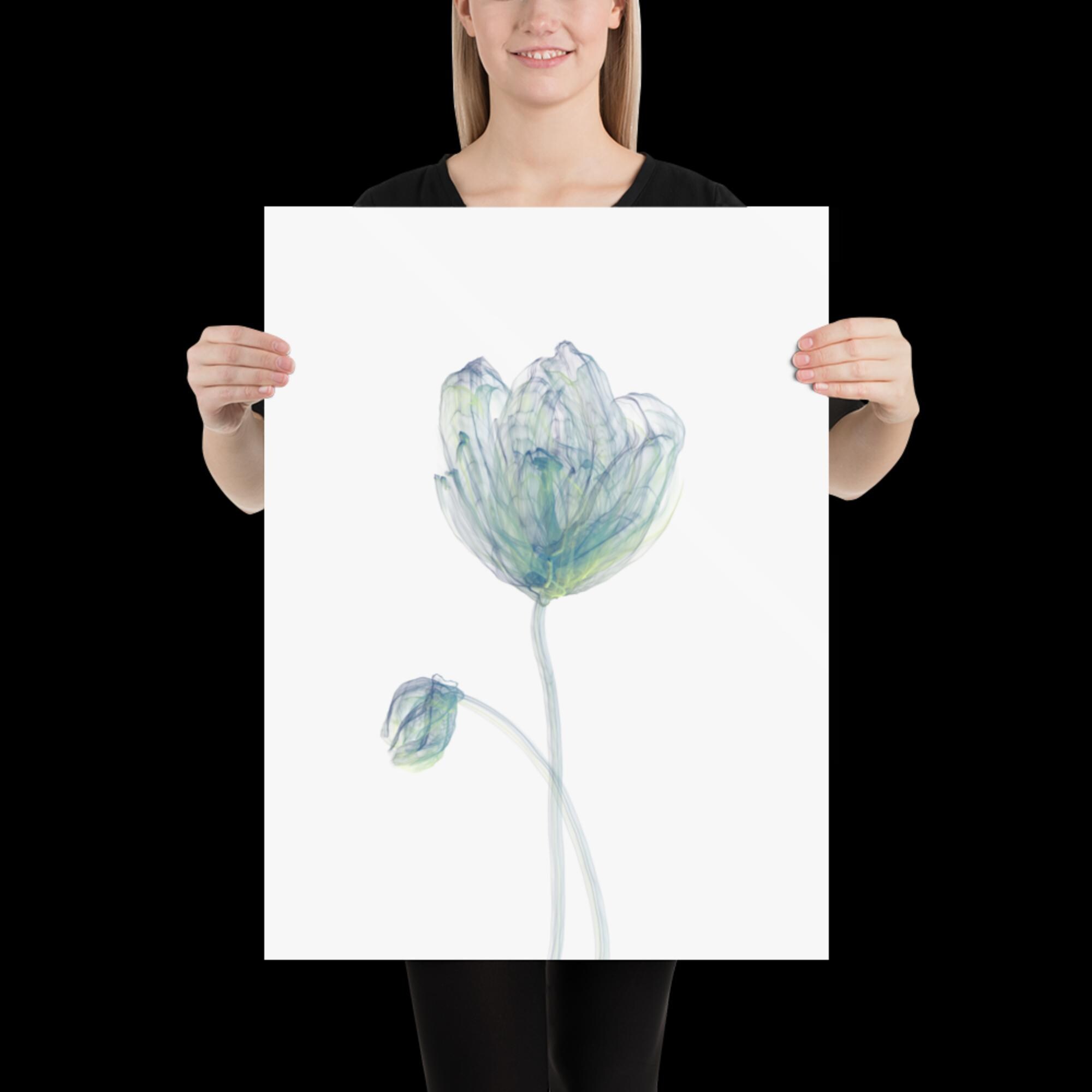 X-ray Tulip Art Transparent Xray Flower Poster - Etsy