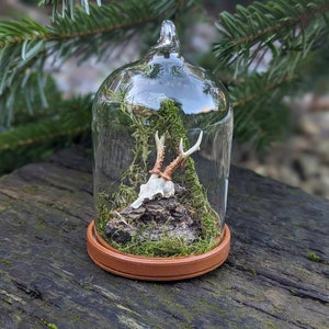 Handmade Forest Scene in Glass Dome,forest Terrarium - Etsy