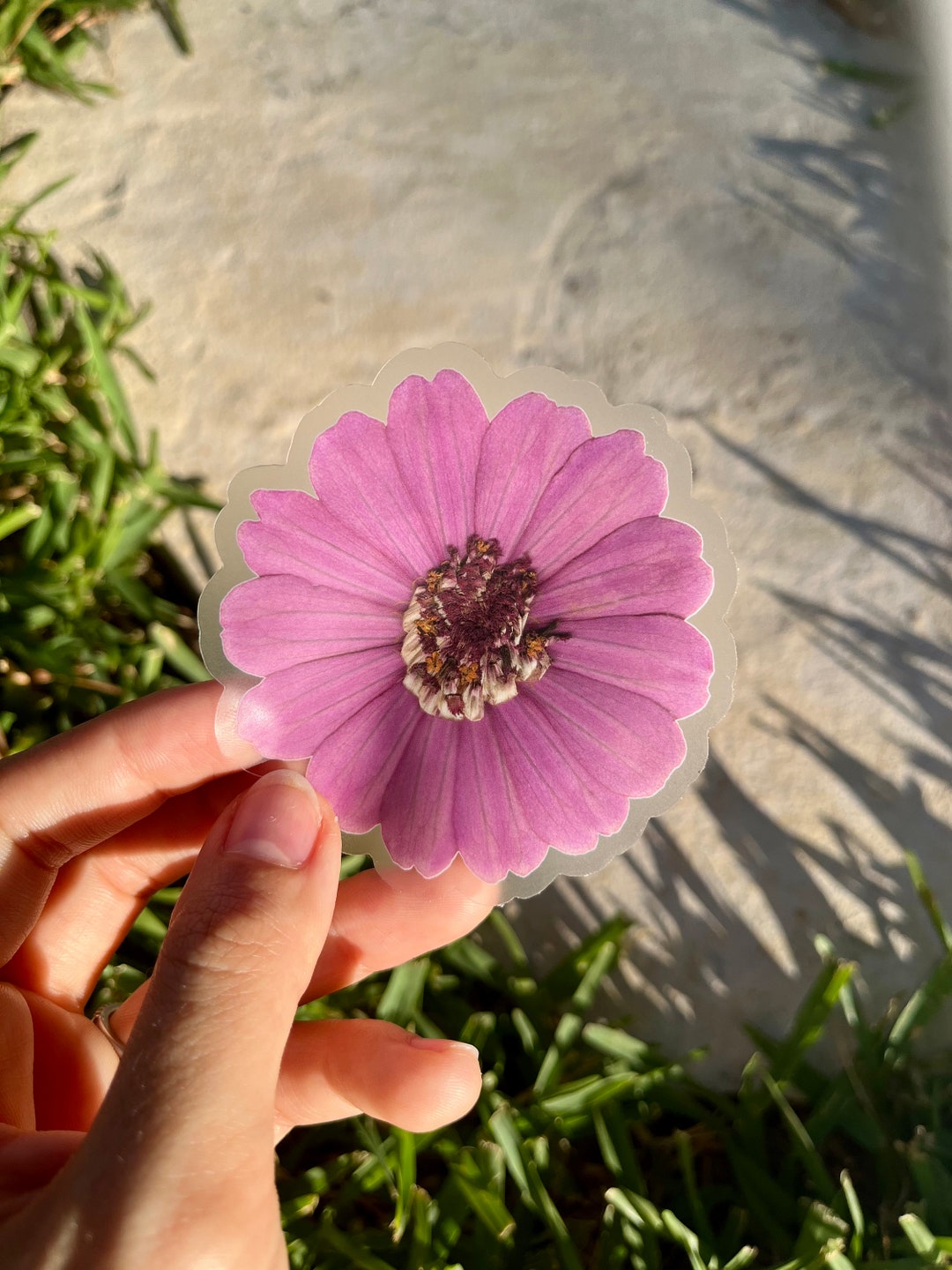 Pink Zinnia Pressed Flower Sticker Vinyl Floral Transparent Sticker ...
