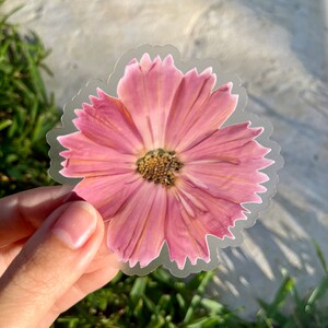 Pink Cosmos Pressed Flower Sticker Vinyl Floral Transparent Sticker ...