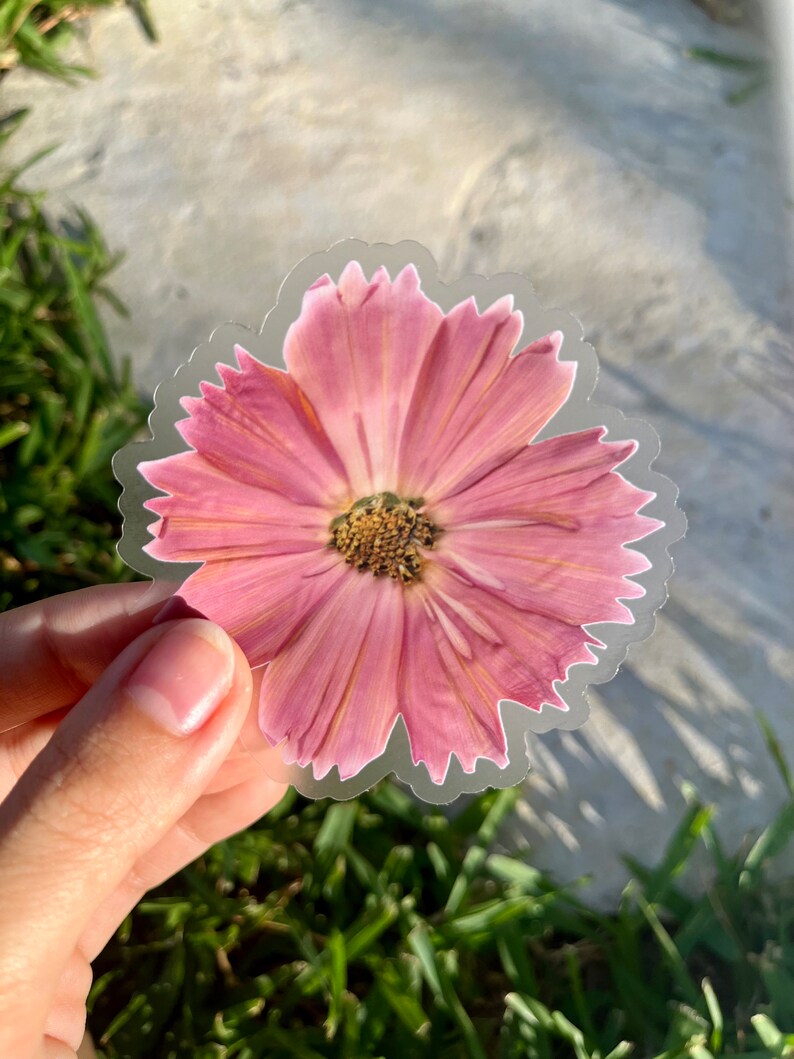 Pink Cosmos Pressed Flower Sticker Vinyl Floral Transparent Sticker ...