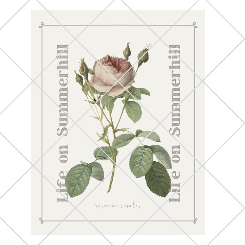 Set of 4 Printable Vintage Redoute Roses Botanical Posters Wall Art ...
