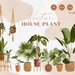 Boho House Plant Clipart - Set of House Plants Clipart - Flat Vector ...