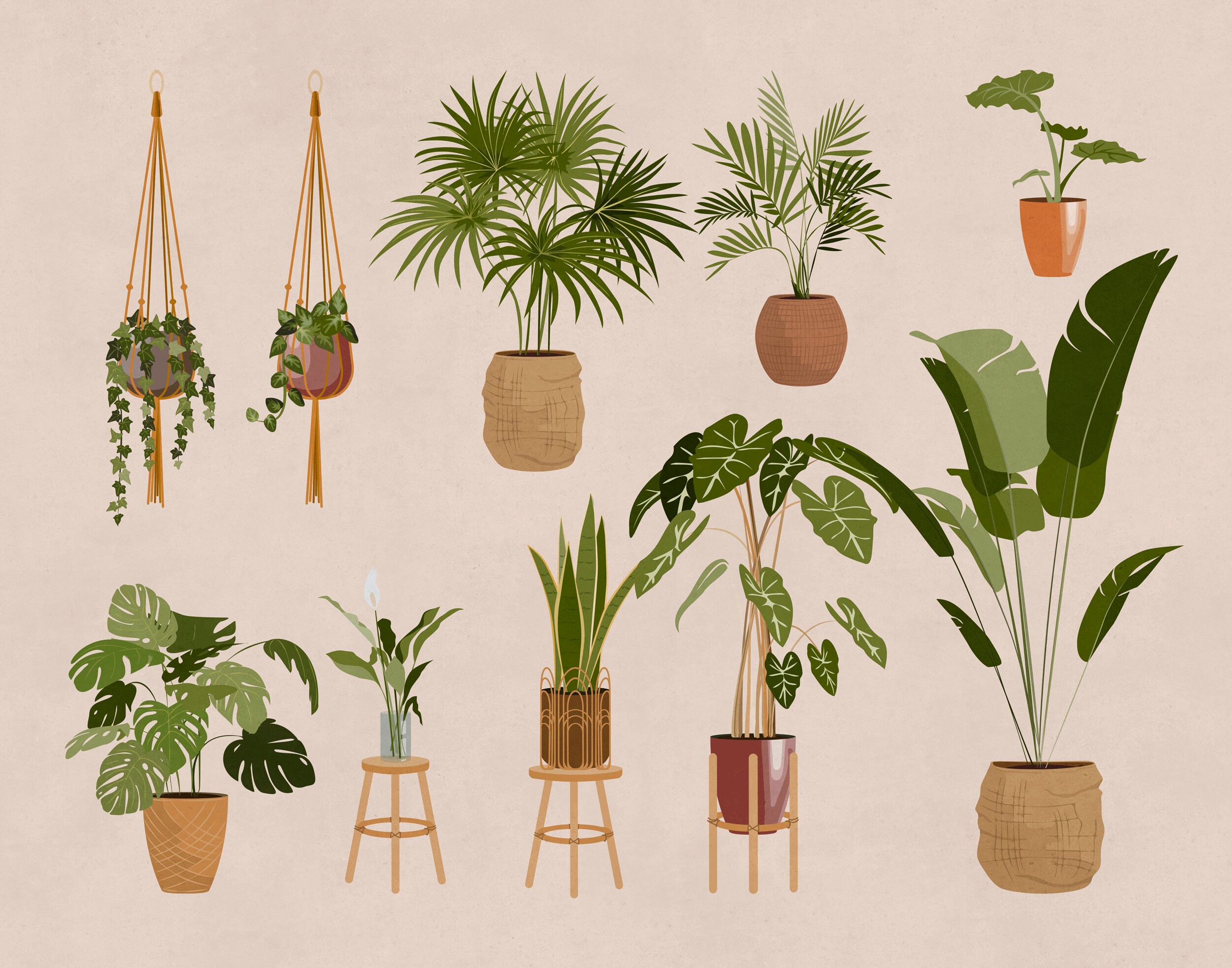 Boho House Plant Clipart - Set of House Plants Clipart - Flat Vector ...