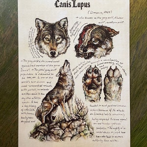 Canis Lupus - Etsy