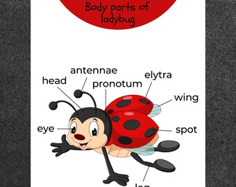 Ladybug Body Parts - Etsy
