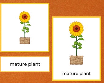 Sunflower Study Unit - Etsy