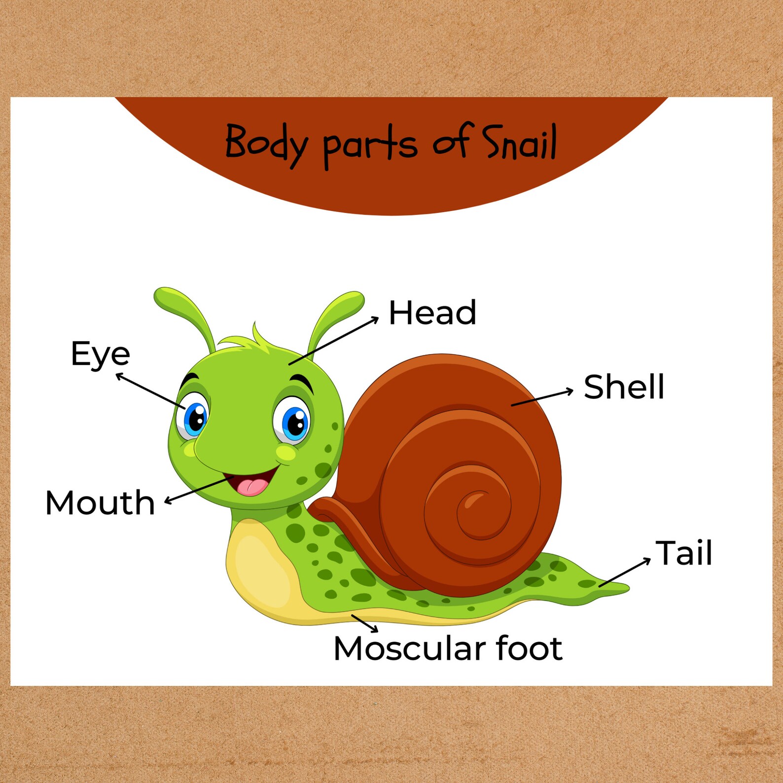 Body Parts of Snail Matching Game Preschool Busy Book External - Etsy