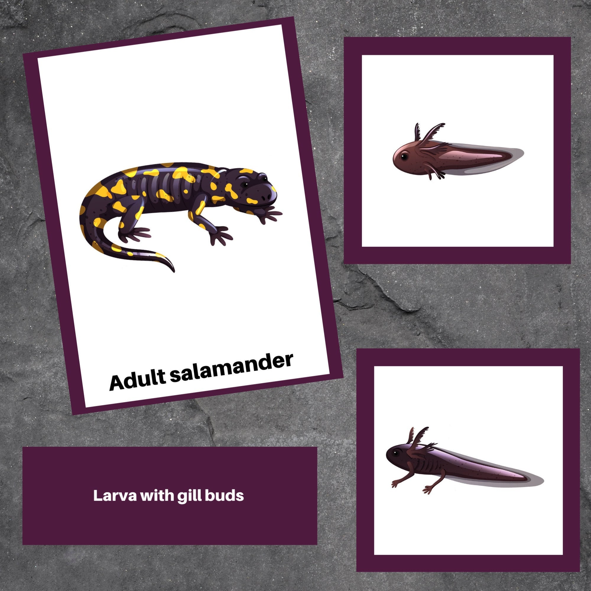 Life Cycle Of A Salamander