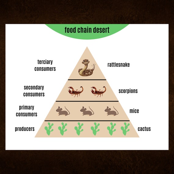 Desert Food Chains