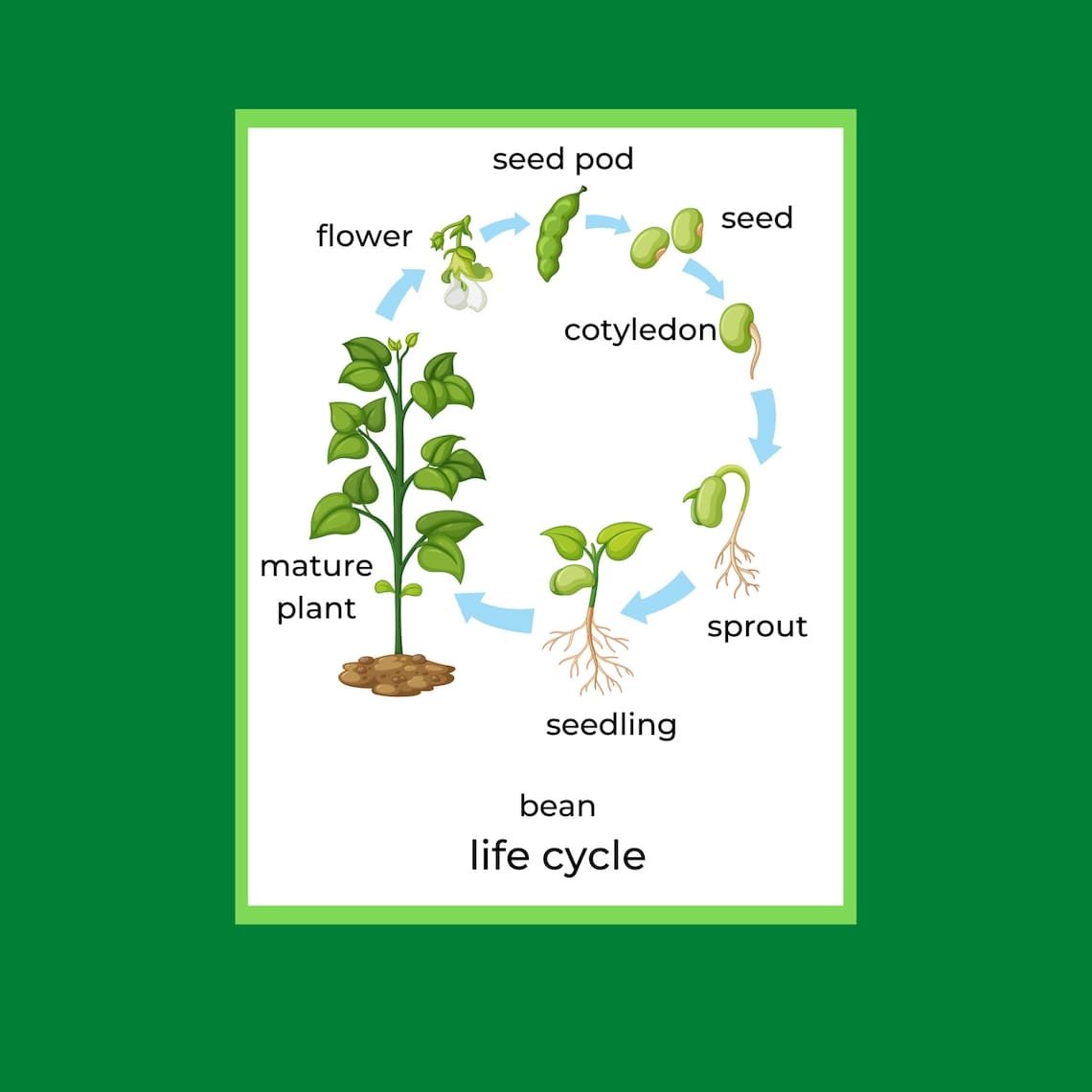 Montessori Bean Life Cycle Nomenclature Flashcards Set 3 - Etsy