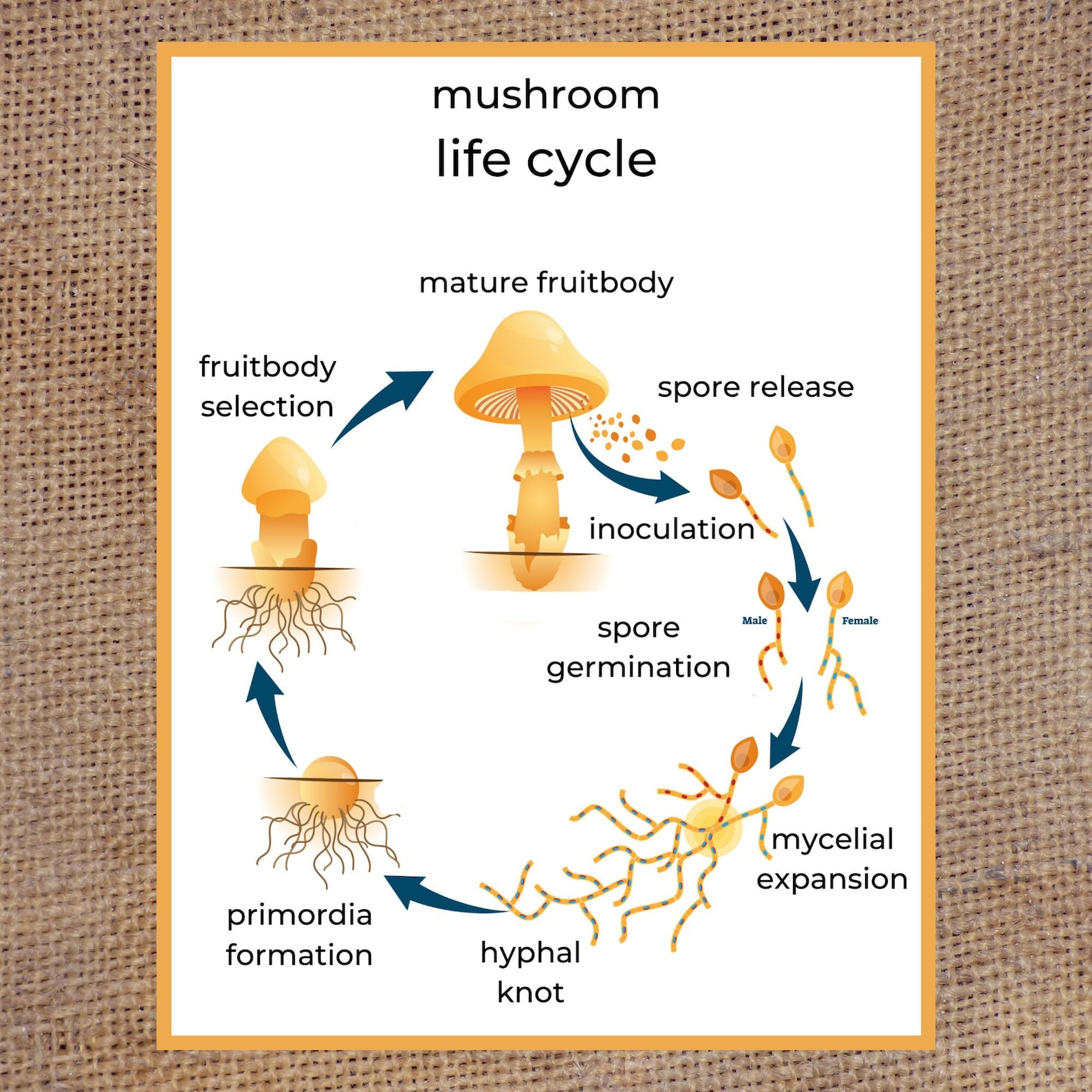 Mushroom Life Cycle Matching Game Preschool Busy Book - Etsy