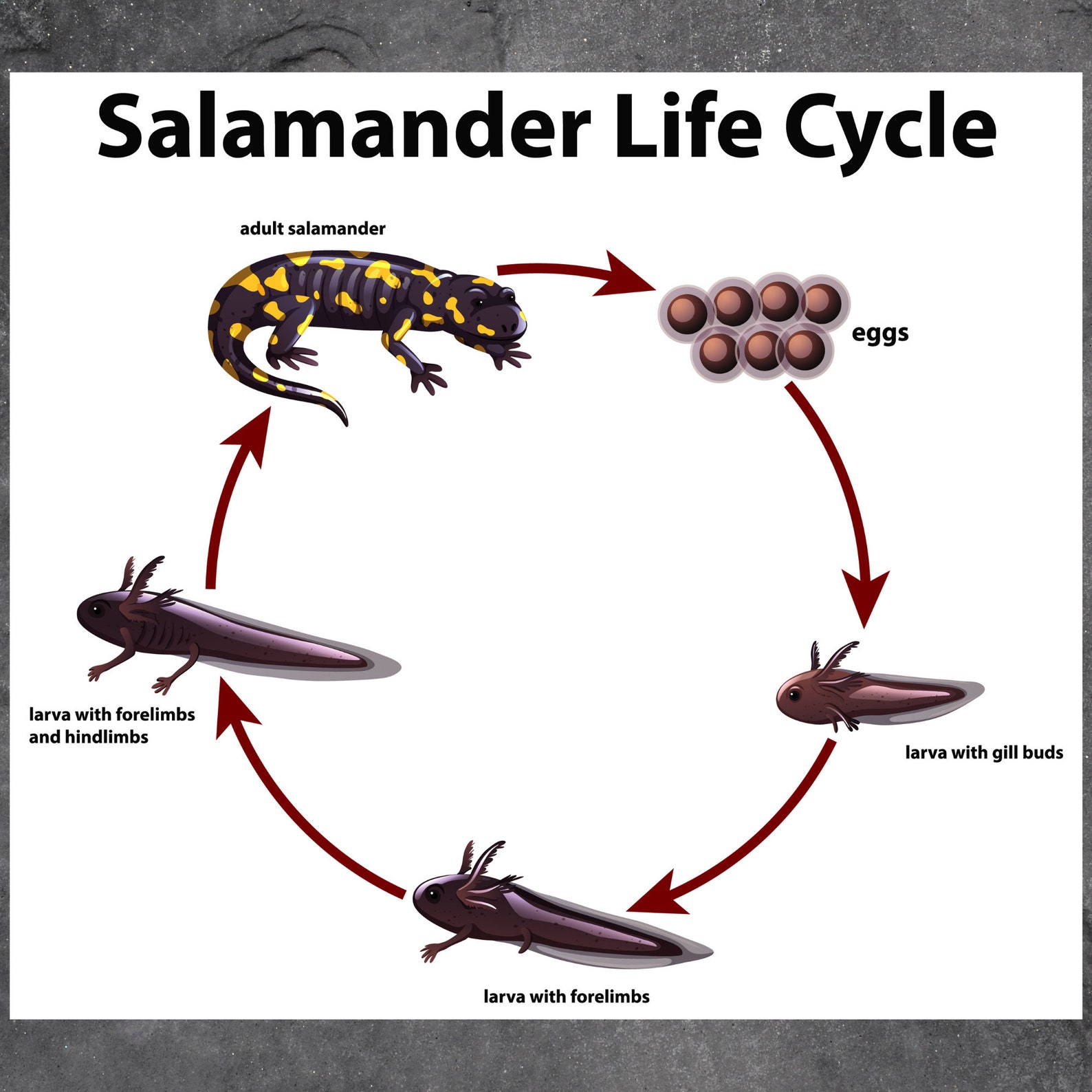 Montessori Salamander Life Cycle Material Montessori - Etsy UK