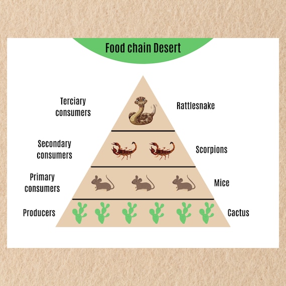 Desert Food Chains